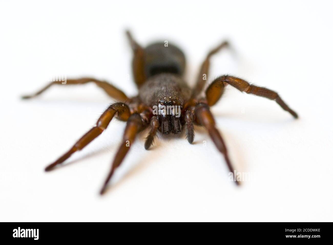 Spiderlegs Cut Out Stock Images & Pictures - Alamy