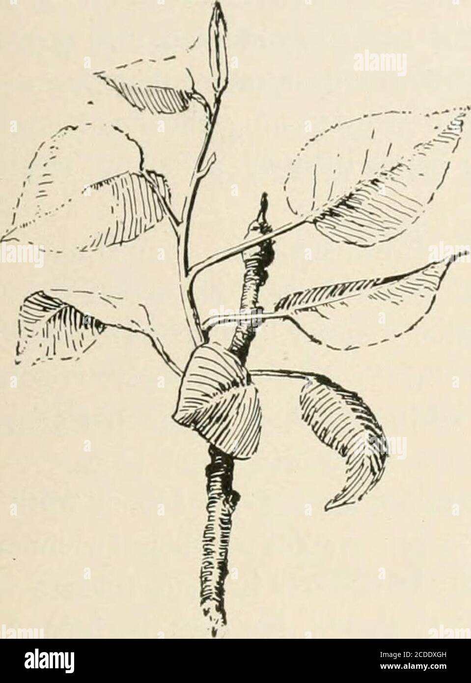 Examples of drawing effects hi-res stock photography and images - Alamy