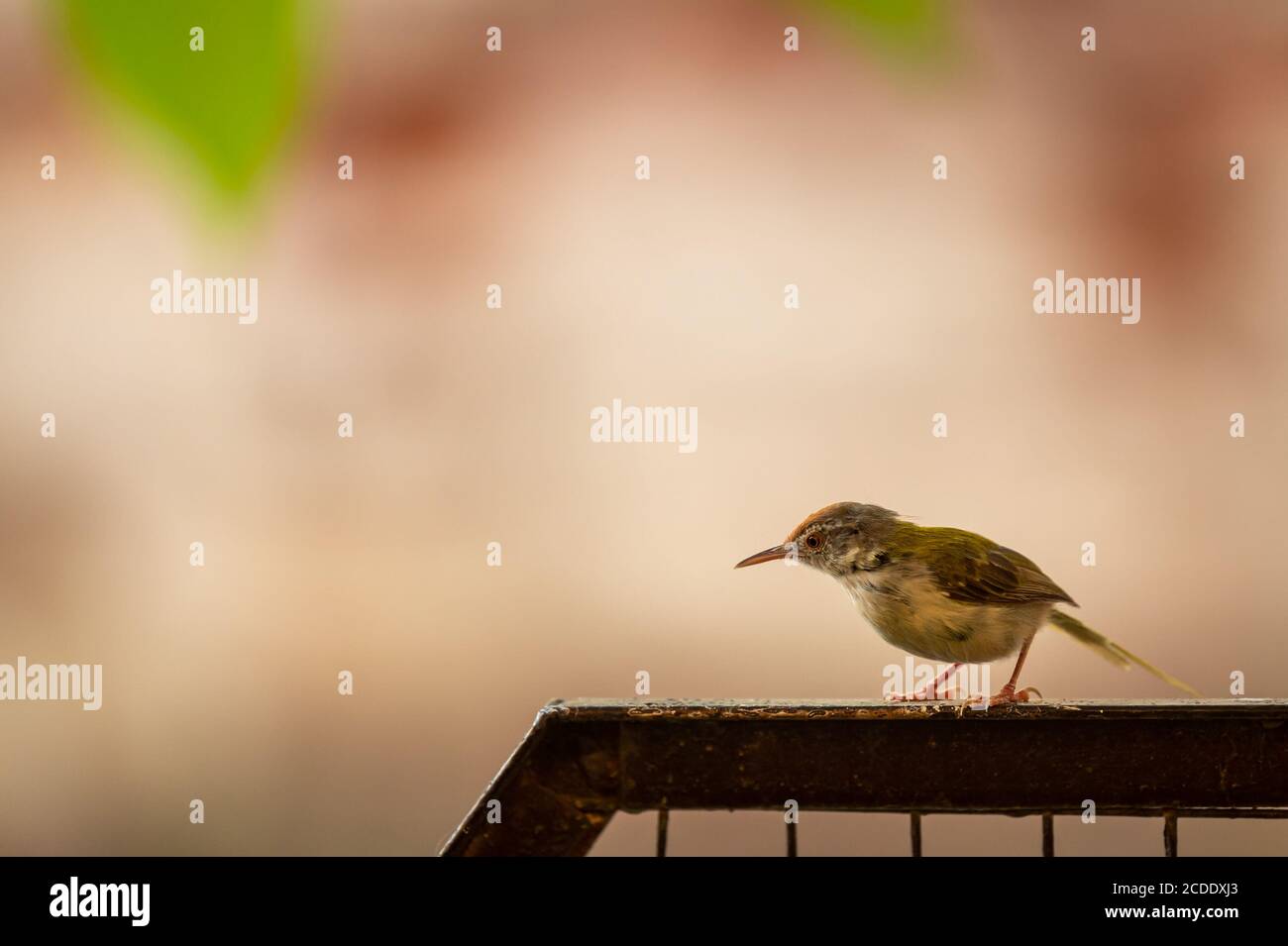 Sutorius High Resolution Stock Photography and Images - Alamy