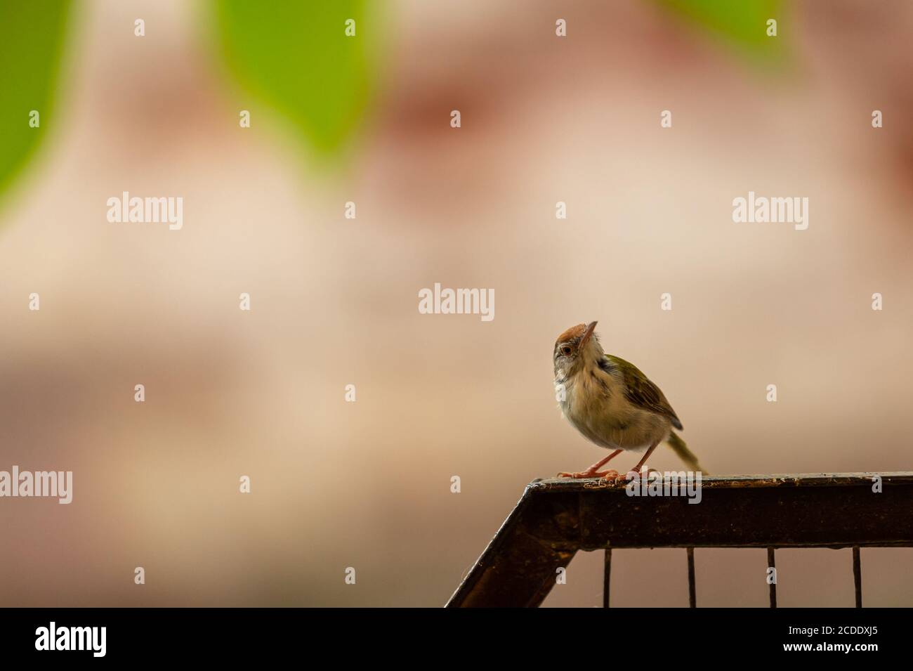 common tailorbird or Orthotomus sutorius a small shy bird Stock Photo ...