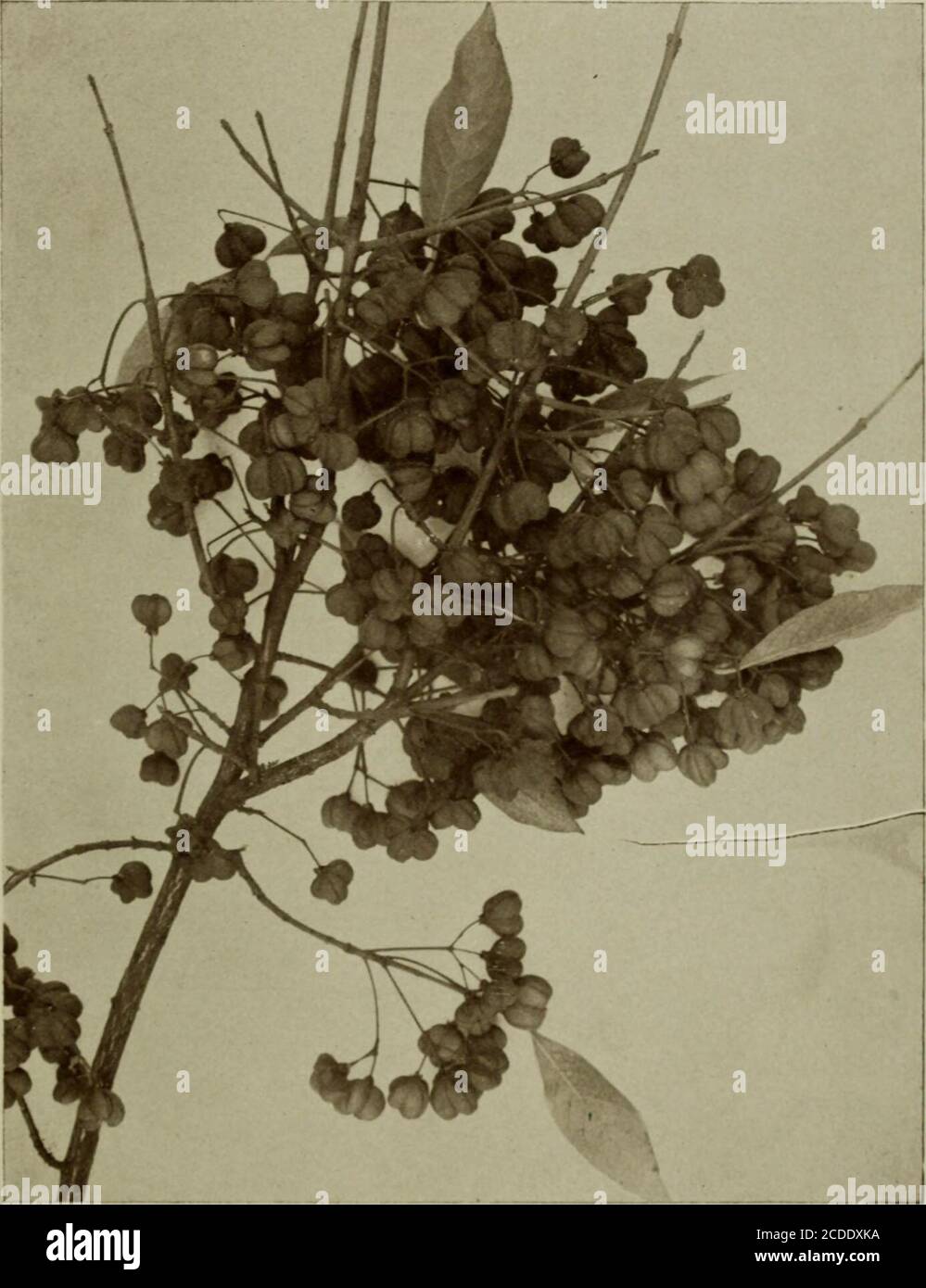 . A practical handbook of trees, shrubs, vines and herbaceous ...