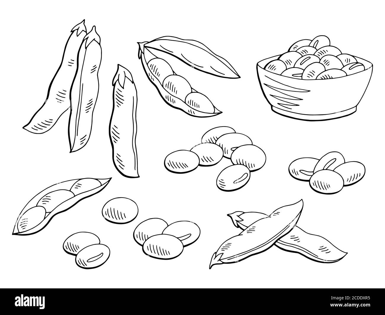 Soybean graphic black white isolated sketch set illustration vector ...