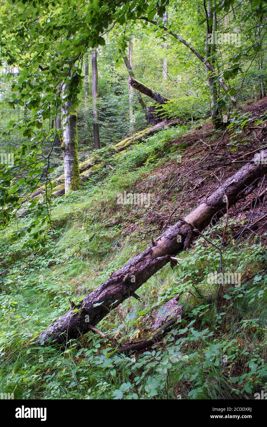 Thuringian forest hi-res stock photography and images - Alamy