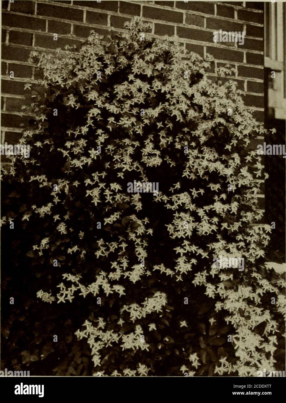 . A practical handbook of trees, shrubs, vines and herbaceous ...
