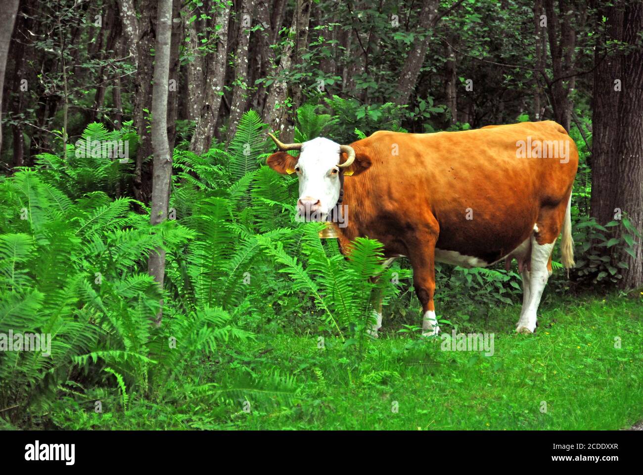 Cow nuts hi-res stock photography and images - Alamy