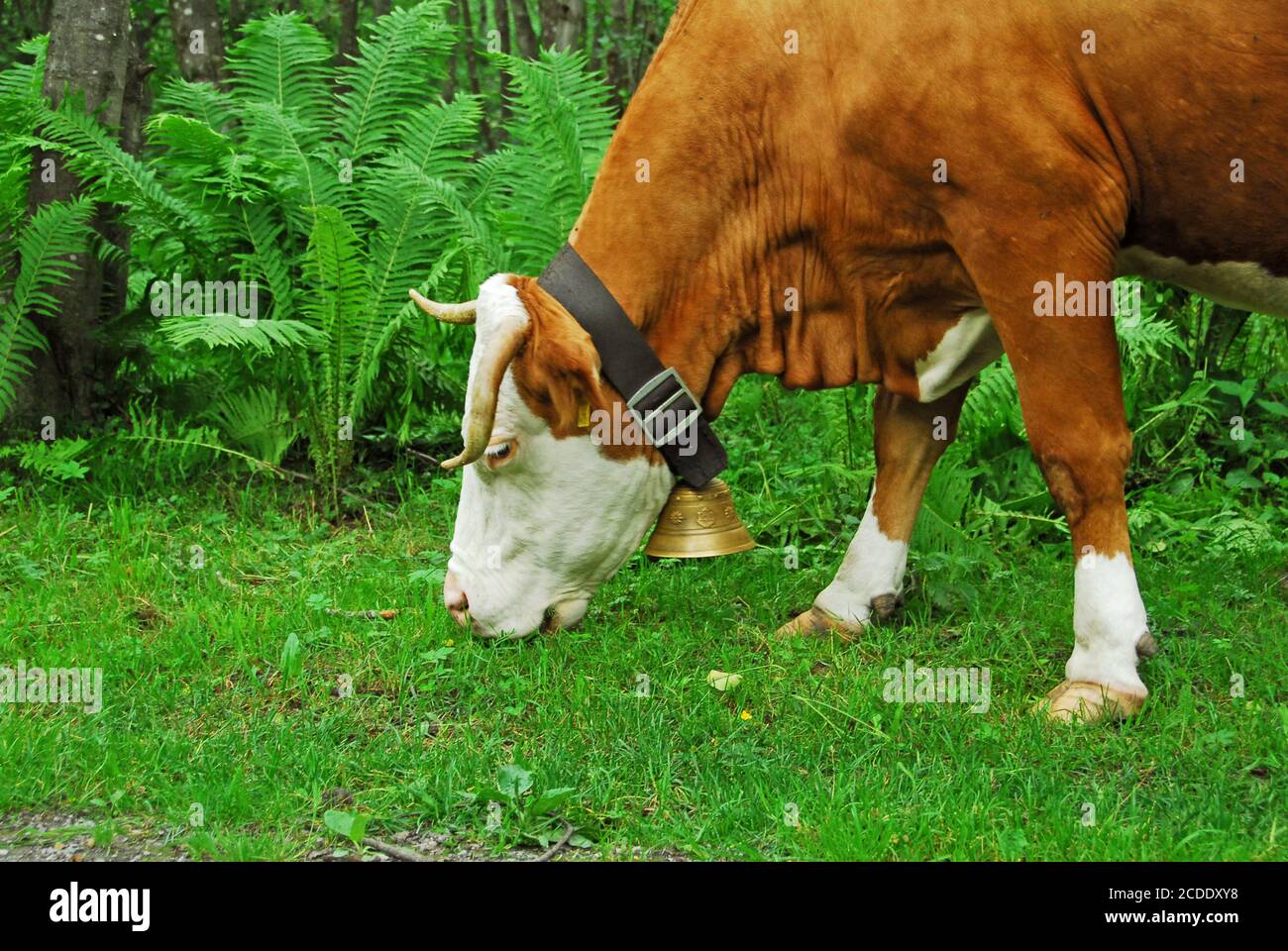 Cow nuts hi-res stock photography and images - Alamy