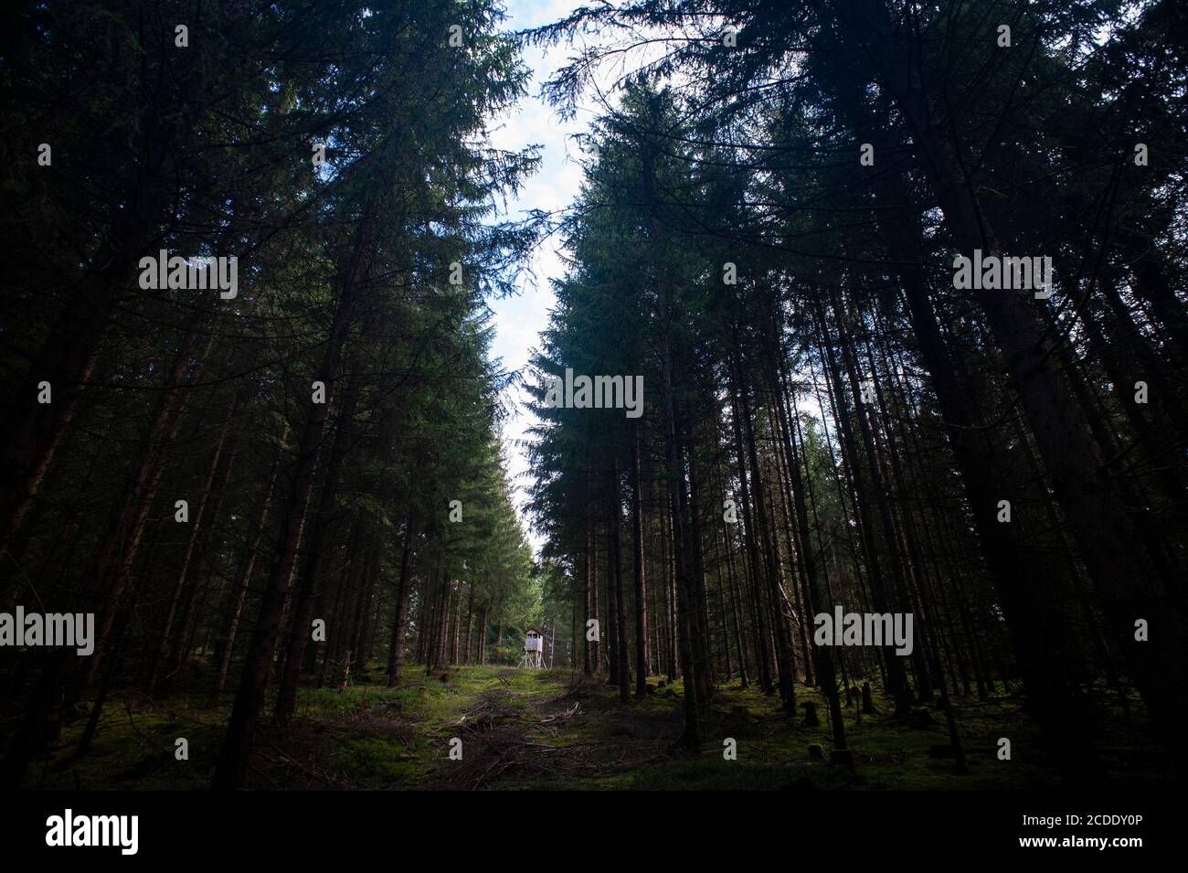 Thuringia forest hi-res stock photography and images - Alamy