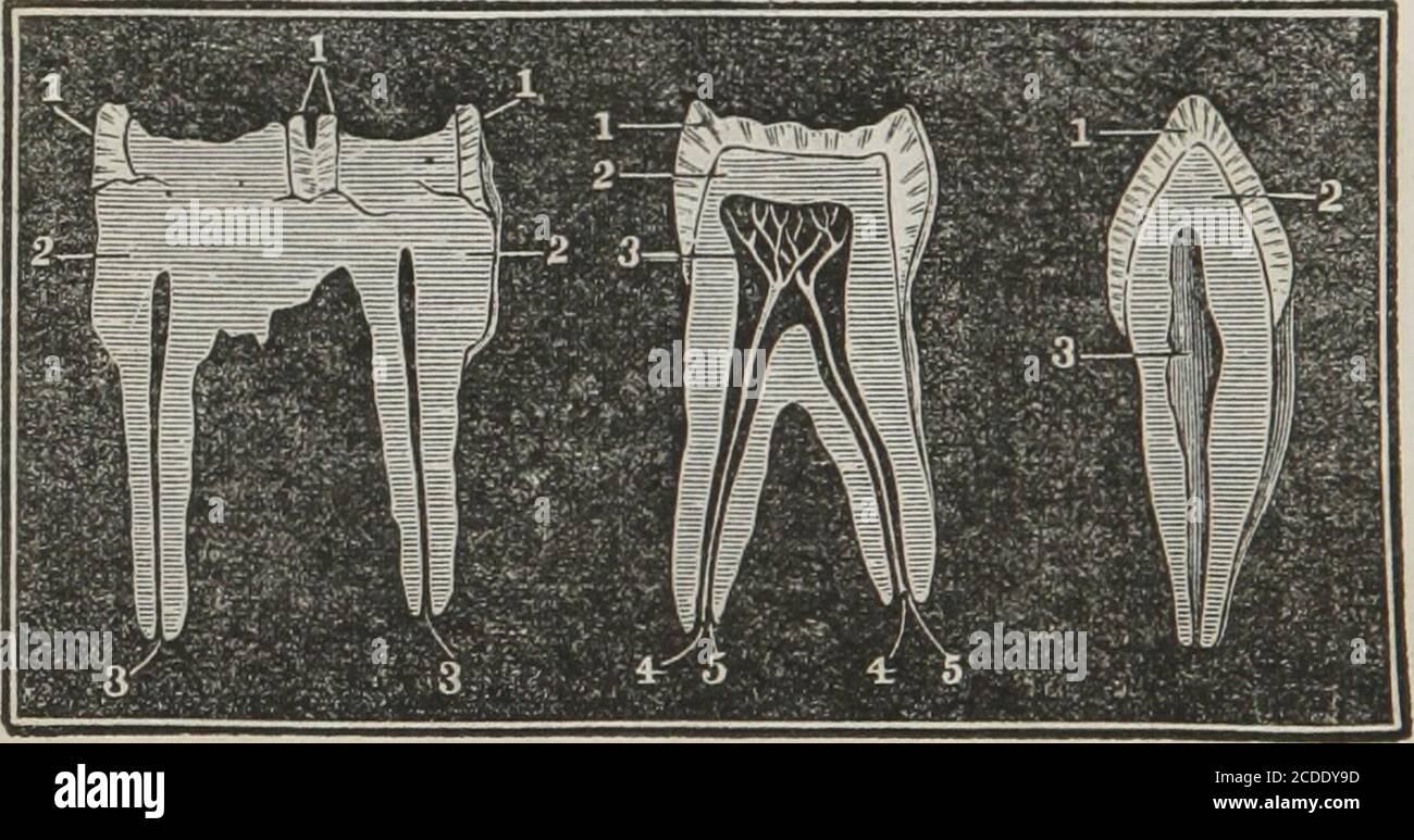 . Human and comparative anatomy, physiology, and hygiene . Tig. 5 ...