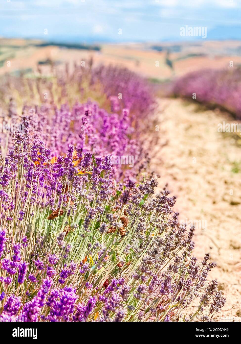 Levander field hi-res stock photography and images - Alamy