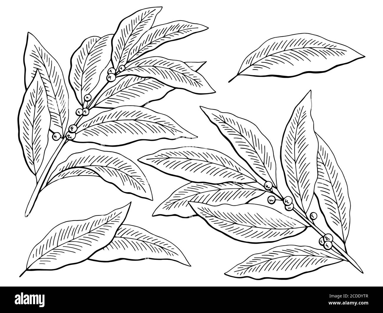 Bay leaf graphic black white isolated sketch set illustration vector ...