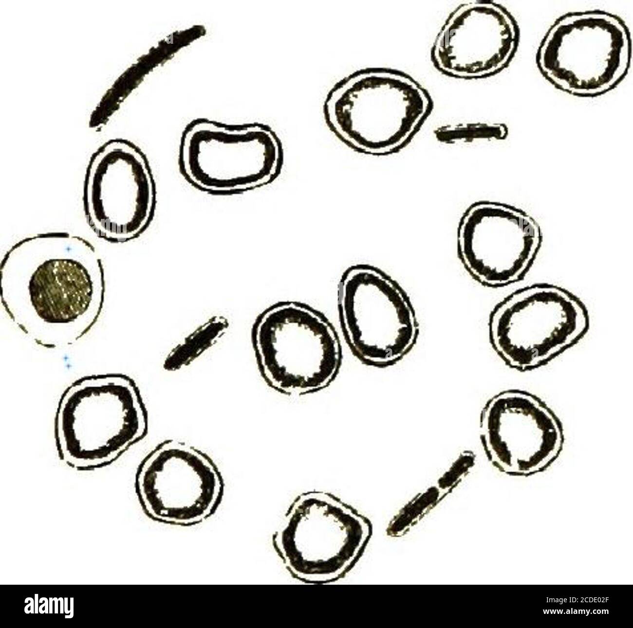 . A practical guide to meat inspection . Fig. S.--8eetion through ...