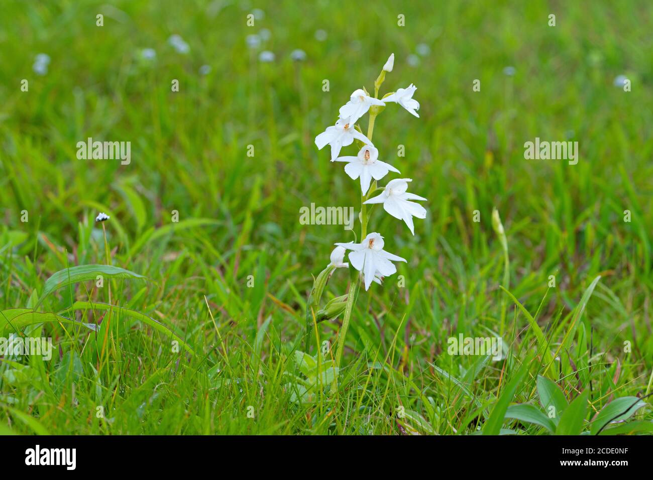 Conchidium braccatum hi-res stock photography and images - Alamy
