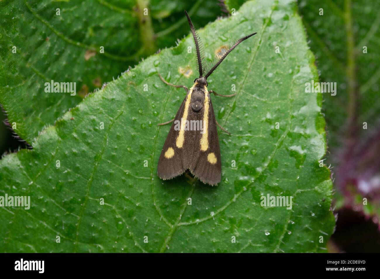 Moth is an insect closely related to the butterfly hi-res stock ...