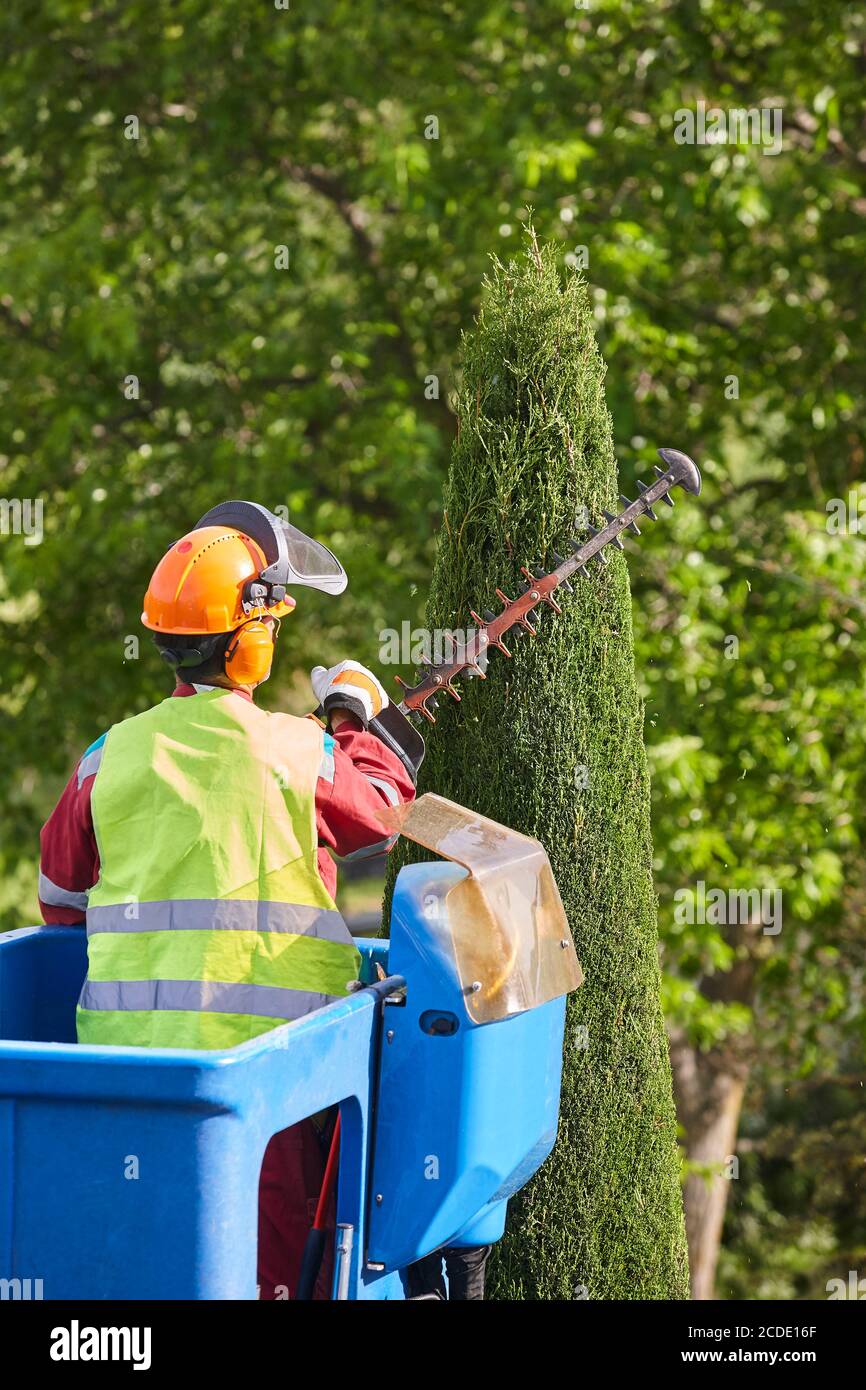 Gardener pruning a cypress tree with a chainsaw on a crane Stock Photo ...