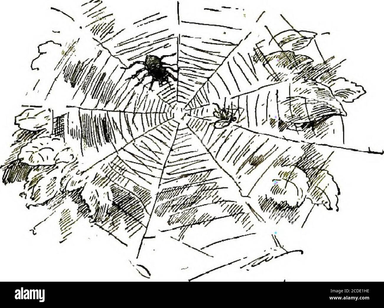 The lion and the gnat hi-res stock photography and images - Alamy