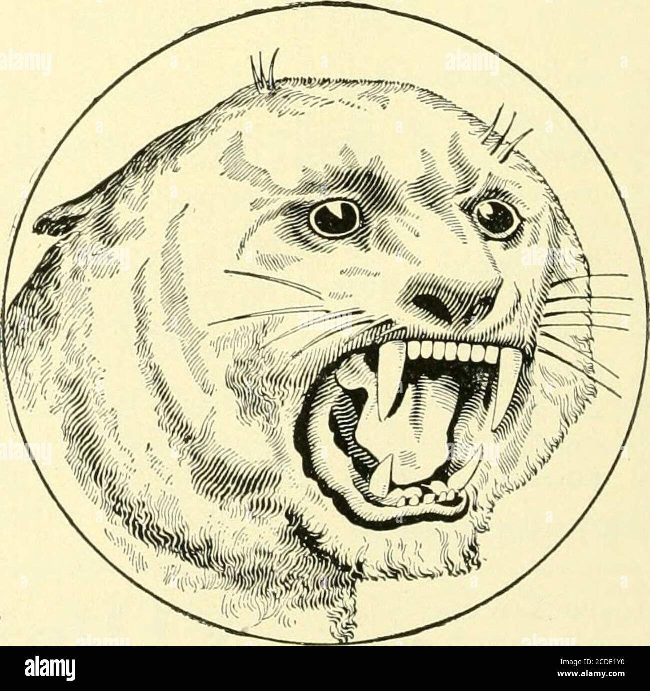 Sky gazer fish hi-res stock photography and images - Alamy