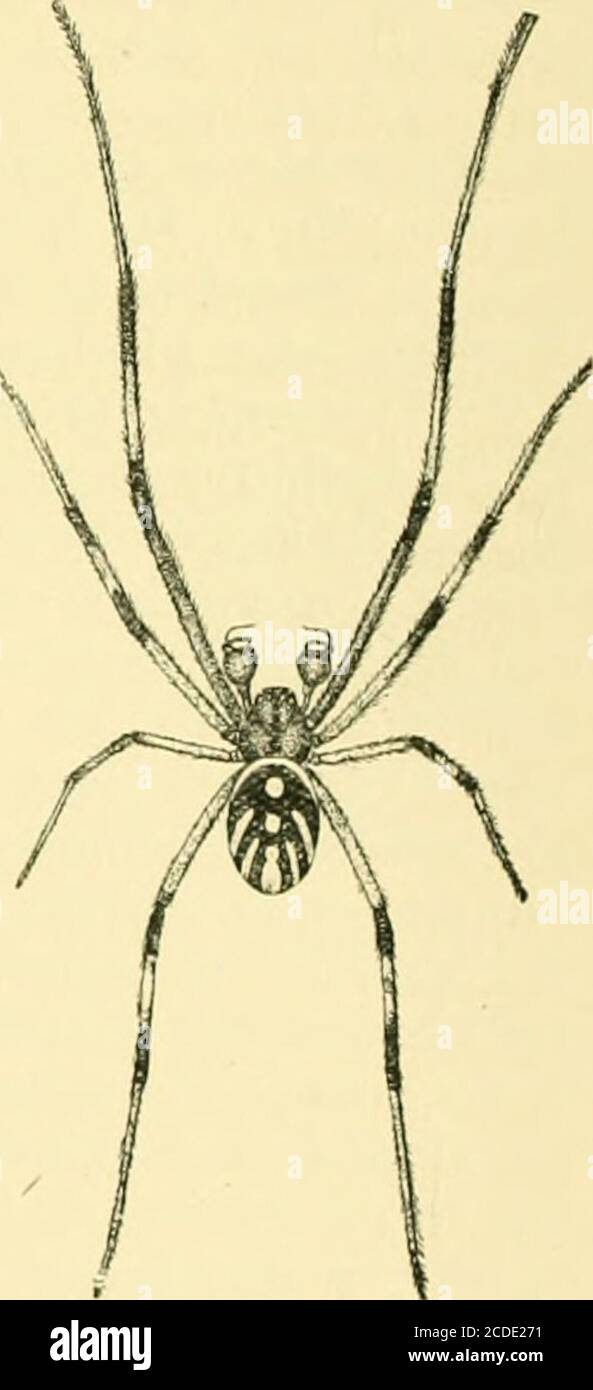 Katipo spider hi-res stock photography and images - Alamy