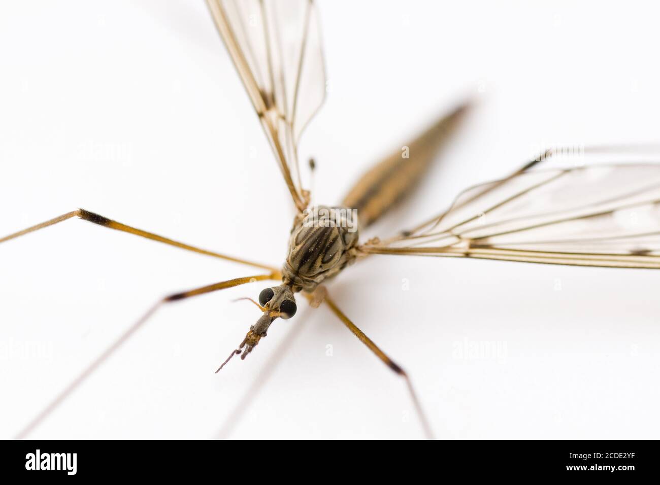 Crane fly crane fly Stock Photo - Alamy