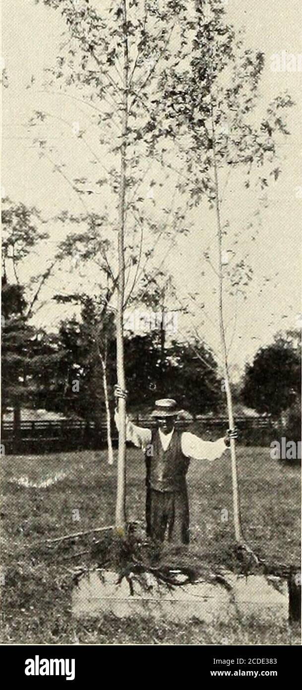 Stand of japanese maple trees hi-res stock photography and images - Alamy