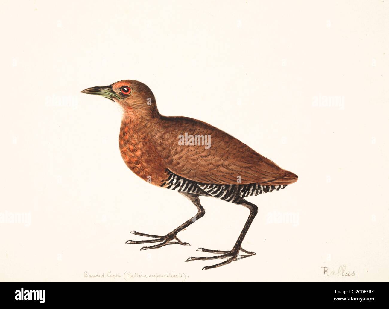 Indian watercolor hi-res stock photography and images - Alamy