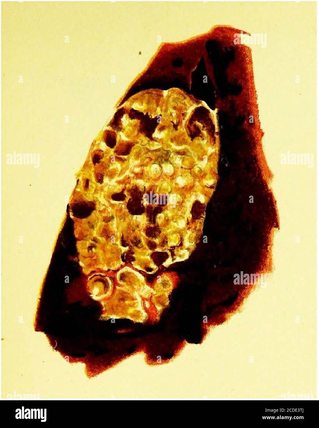 . A practical guide to meat inspection . Fig. 7.—Section through a ...