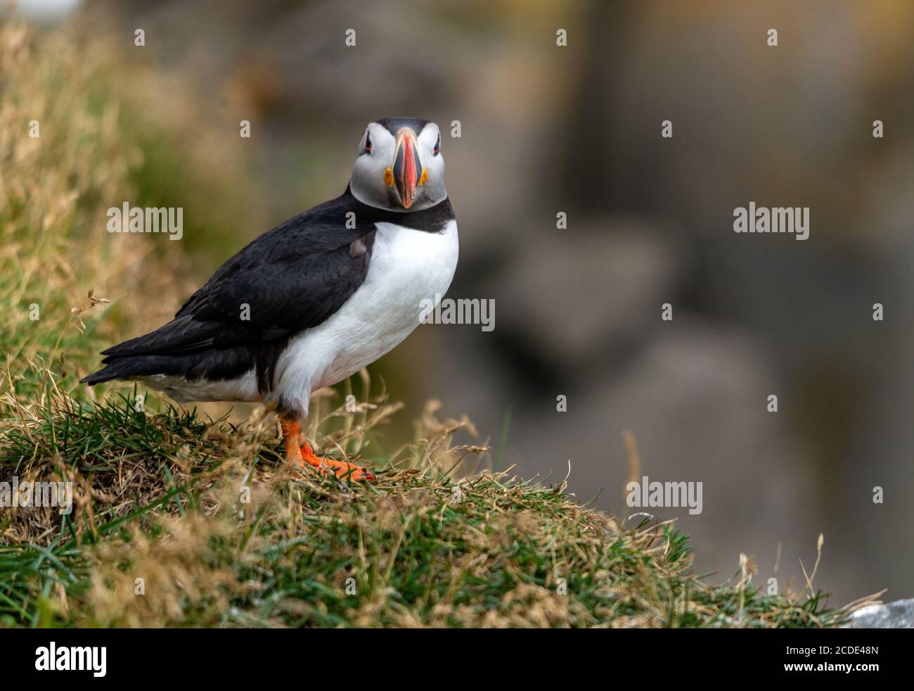 The Atlantic puffin, also known as the common puffin Stock Photo - Alamy
