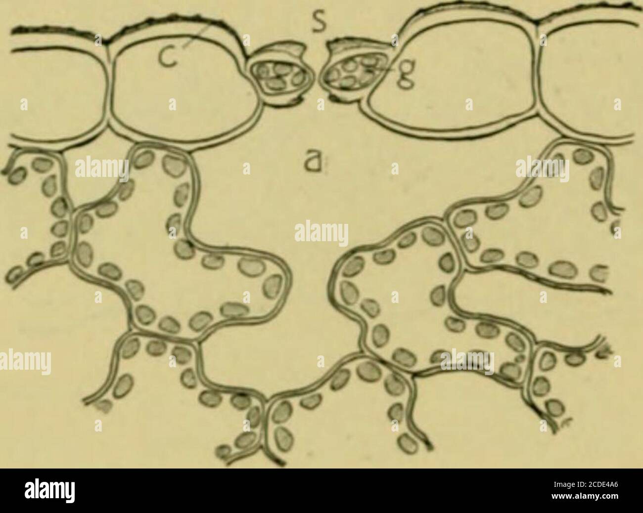 . Nature and development of plants . Fig. 6. Surface view of epidermis ...