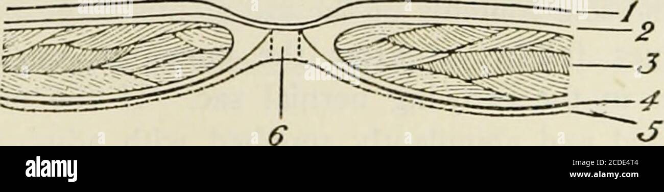 . Proceedings of the Connecticut State Medical Society .. . Fig. 2 ...