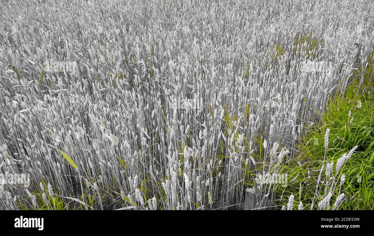 Overhead shot of field with grey and some green grass - perfect for ...