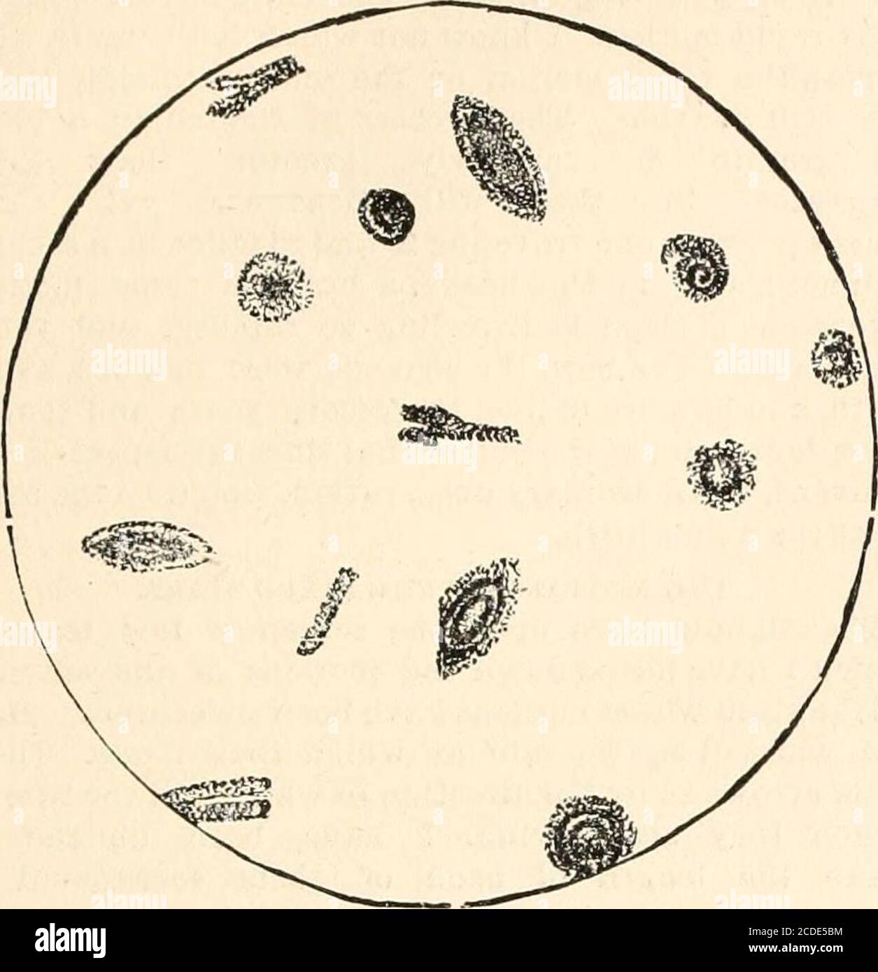 Wrights theory hi-res stock photography and images - Alamy