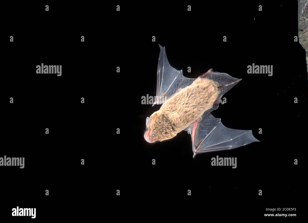 Noctule bat hi-res stock photography and images - Alamy