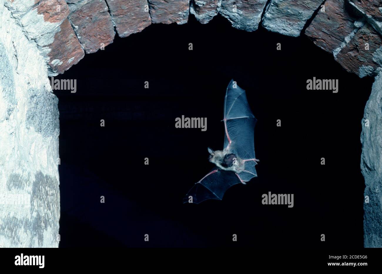 Microbat hi-res stock photography and images - Alamy