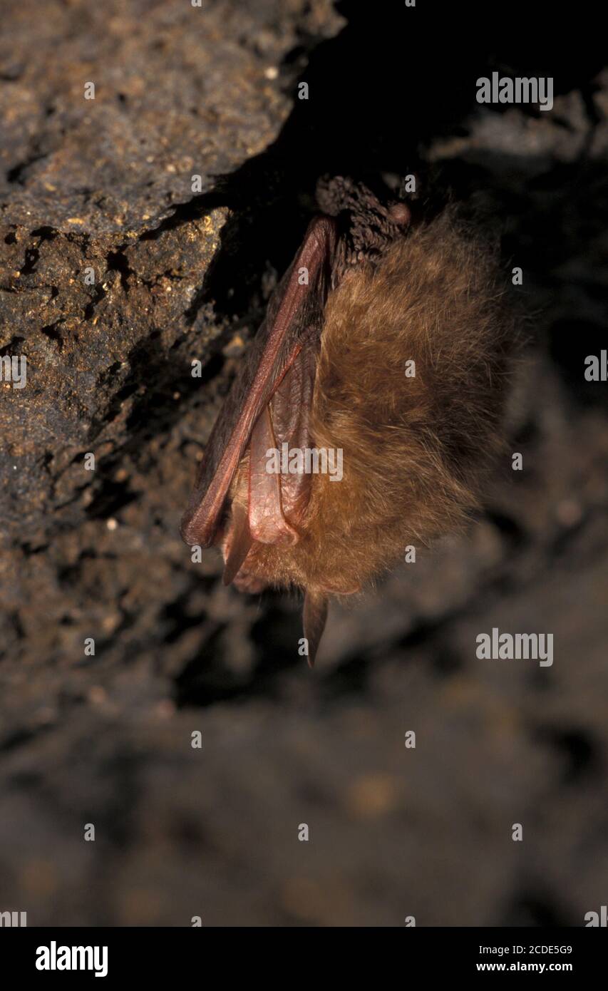 Brown long eared bats plecotus hi-res stock photography and images - Alamy