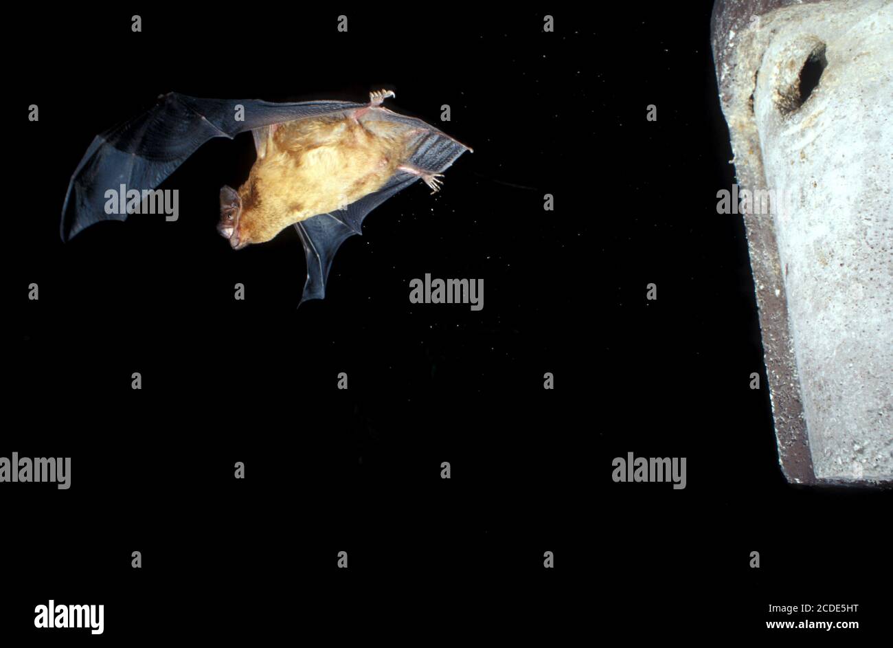 Abendsegler Fledermaus, Nyctalus, noctule bat Stock Photo - Alamy