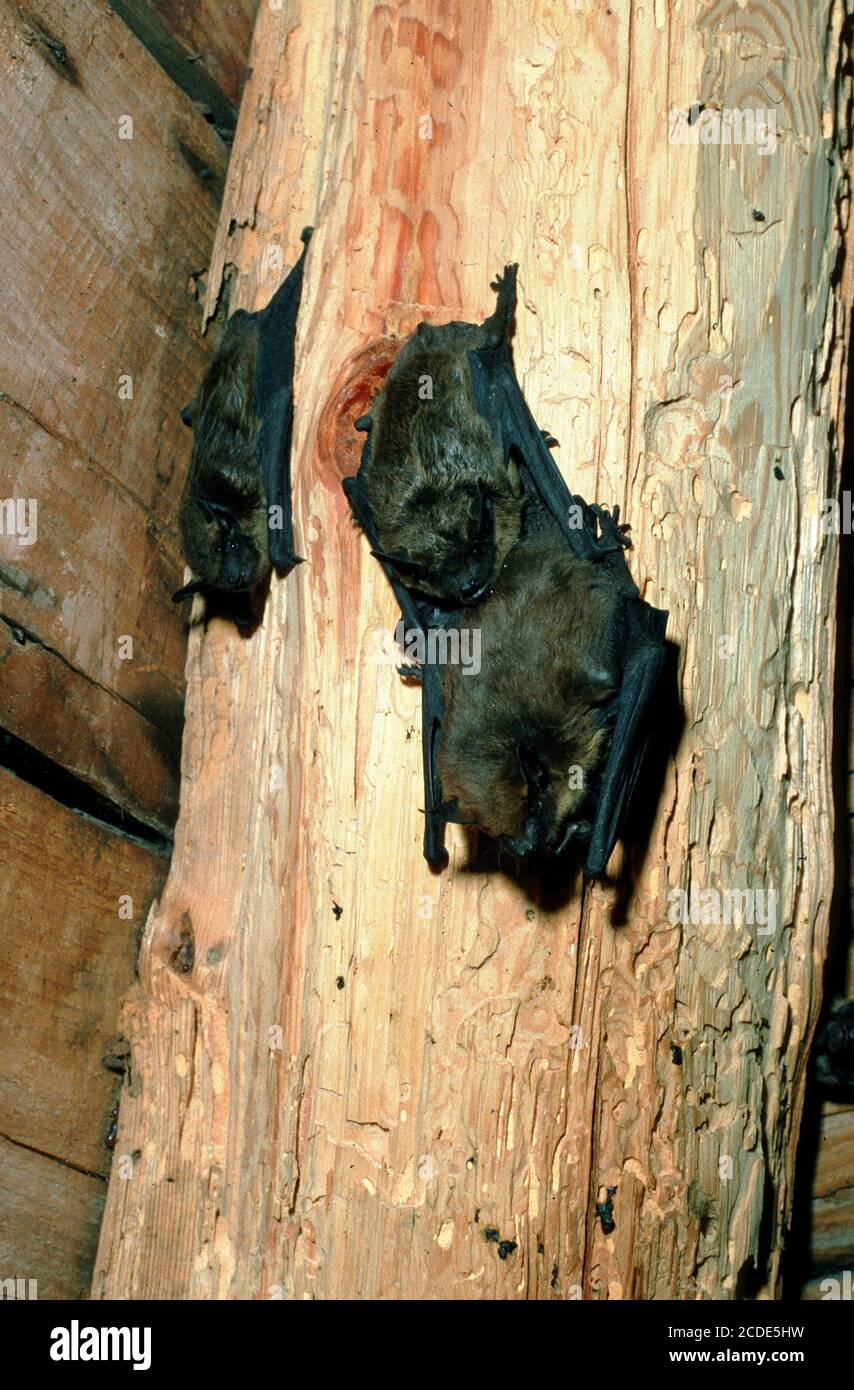 fledermaus, microchiroptera, bat, microbat Stock Photo - Alamy