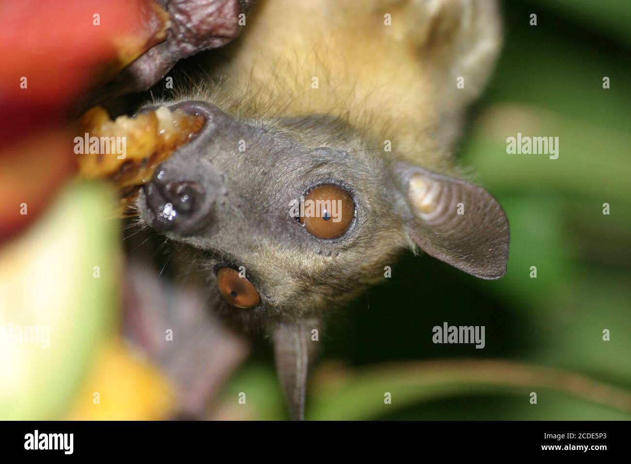 Flughund, megachiroptera, megabat, zoo Stock Photo - Alamy