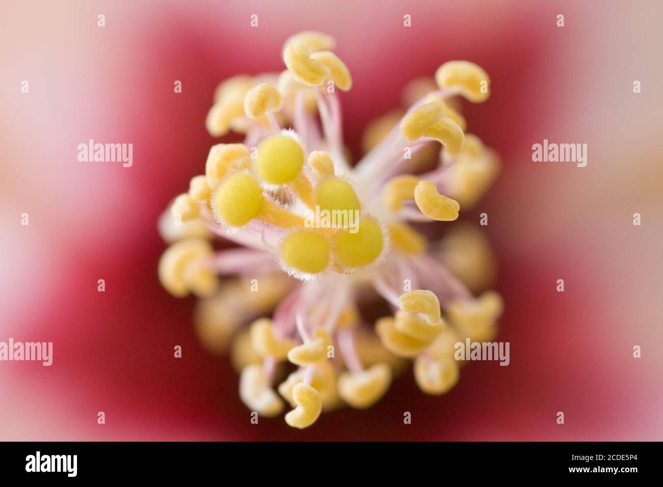 Anatomy of pistil hi-res stock photography and images - Alamy