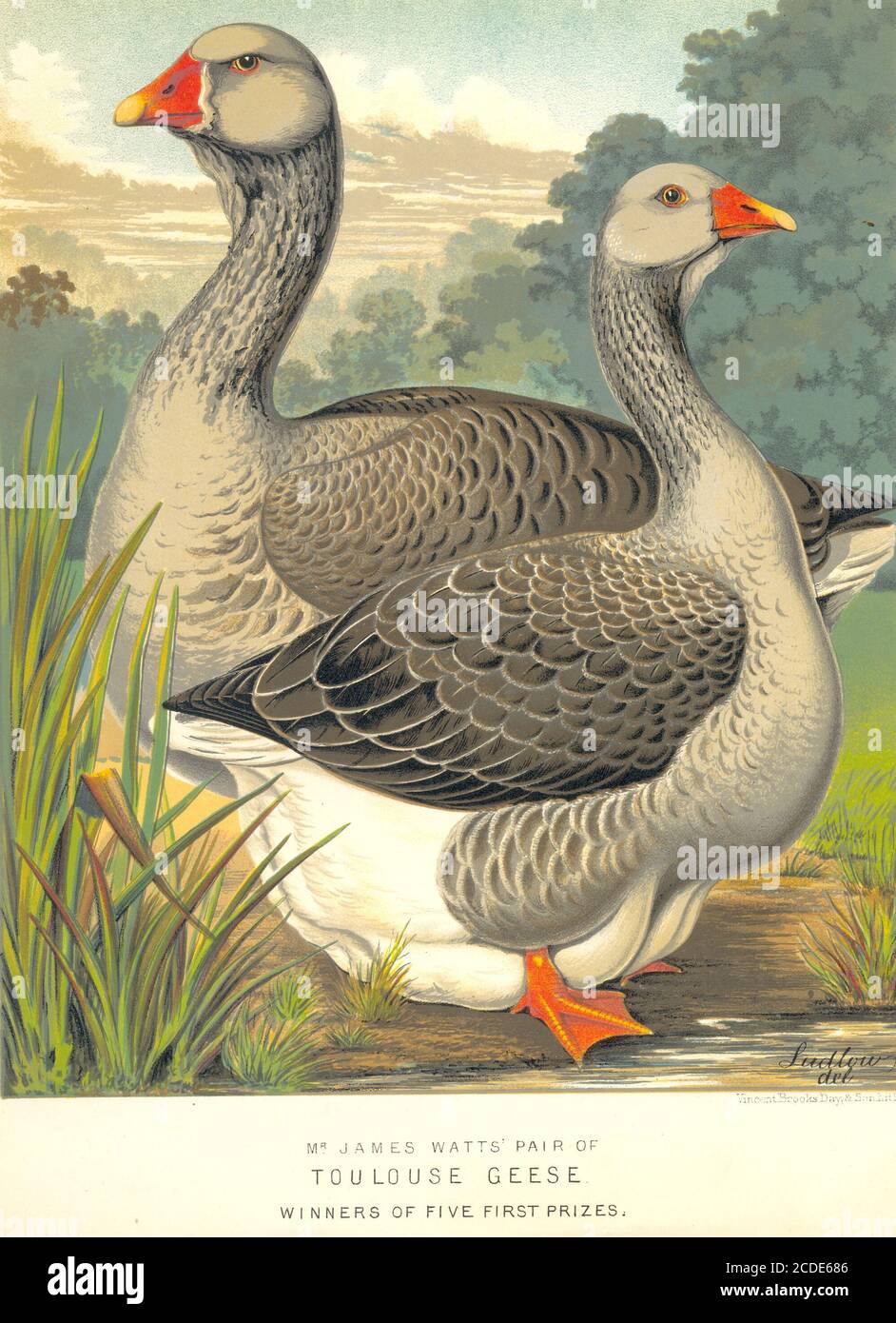 Colour plate from Cassell's Poultry Book showing Mr James Watts' pair ...