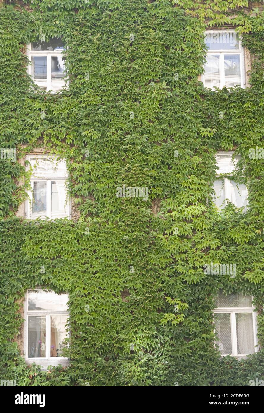 Ivy surrounding windows hi-res stock photography and images - Alamy