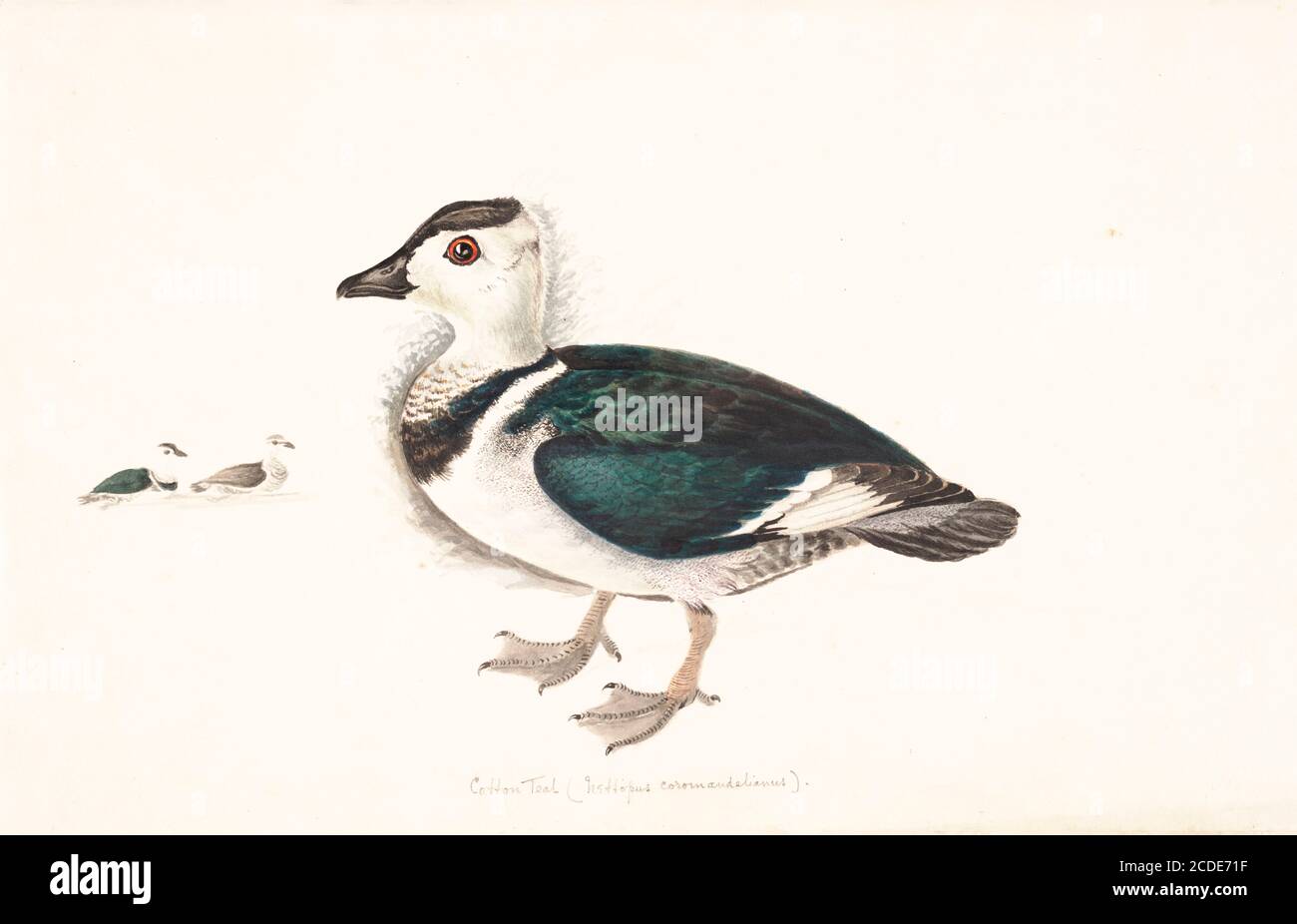 White quilled pygmy goose hi-res stock photography and images - Alamy