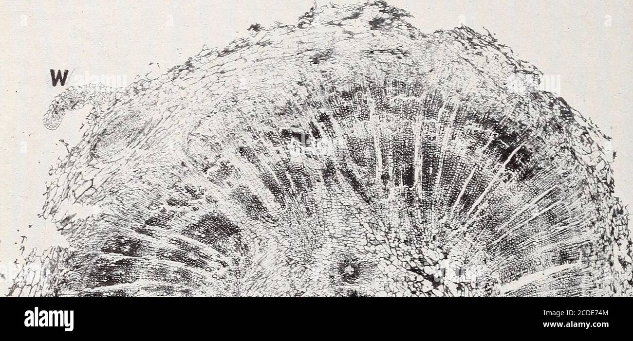 . The structure and development of crown gall : a plant cancer . m ...
