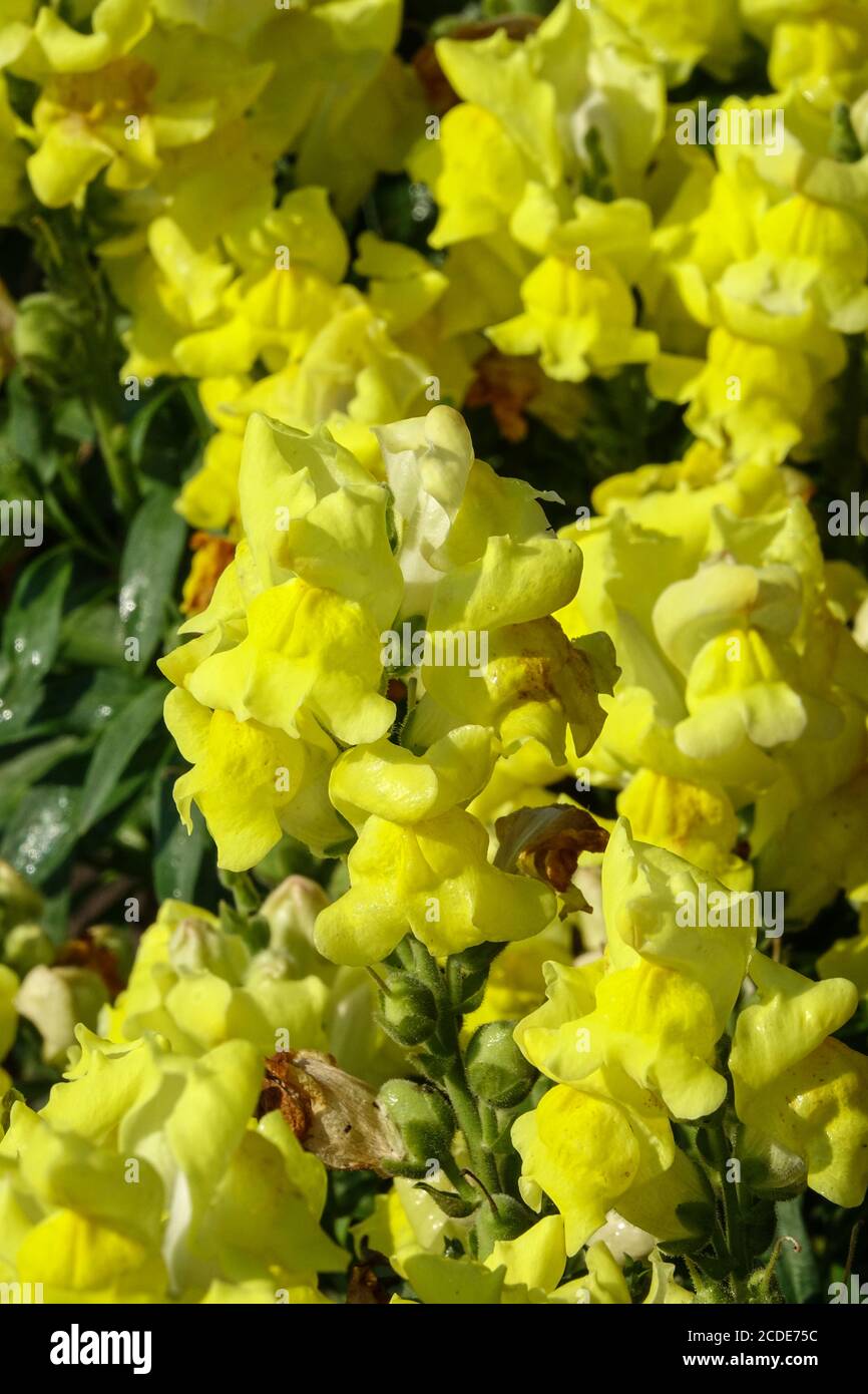 Snapdragon Antirrhinum majus Snaptastic Yellow snapdragon flower Stock ...