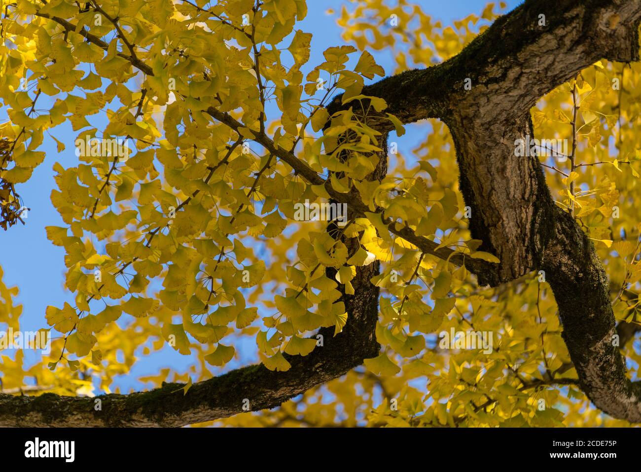 Maidenhair tree beauty hi-res stock photography and images - Alamy