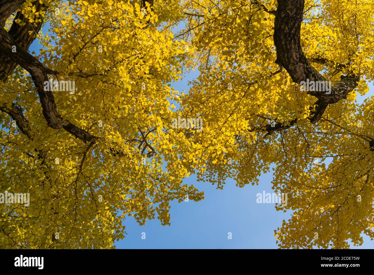 Maidenhair tree beauty hi-res stock photography and images - Alamy