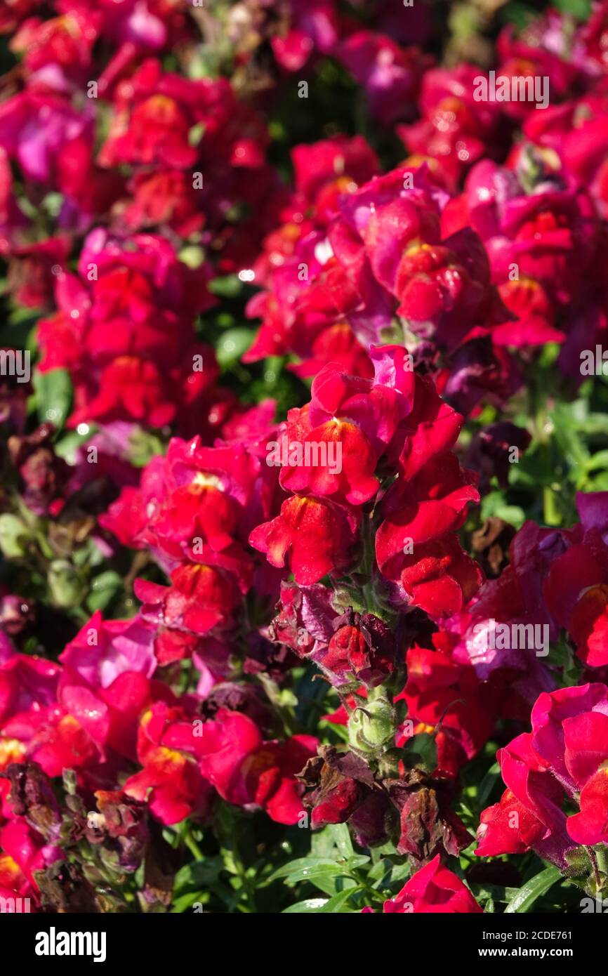 Snapdragon flower red hi-res stock photography and images - Alamy