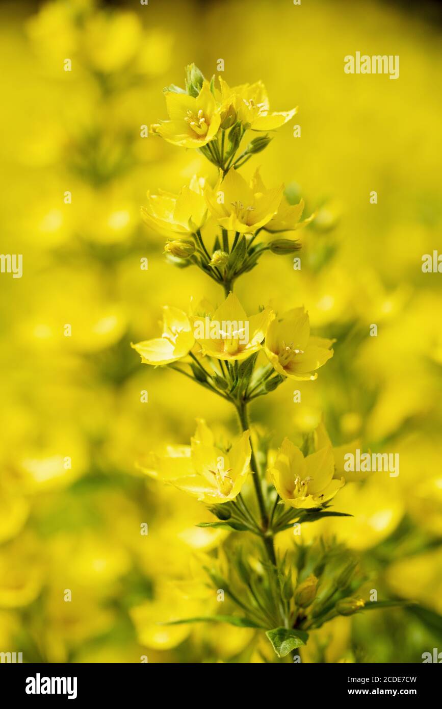 Yellow loosestrife hi-res stock photography and images - Alamy