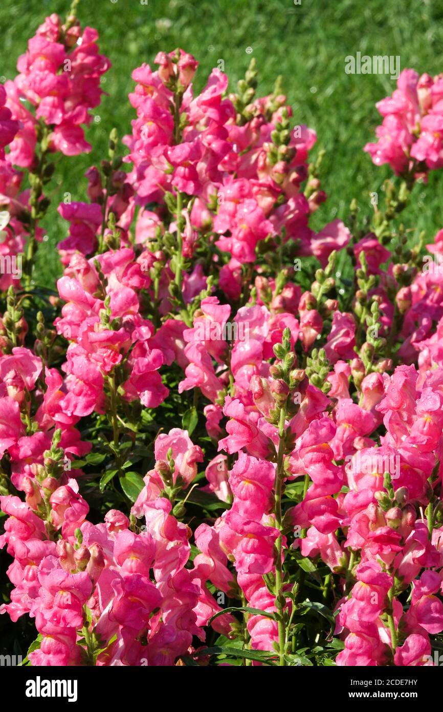 Snapdragon Antirrhinum majus Ribaro Rose Stock Photo - Alamy