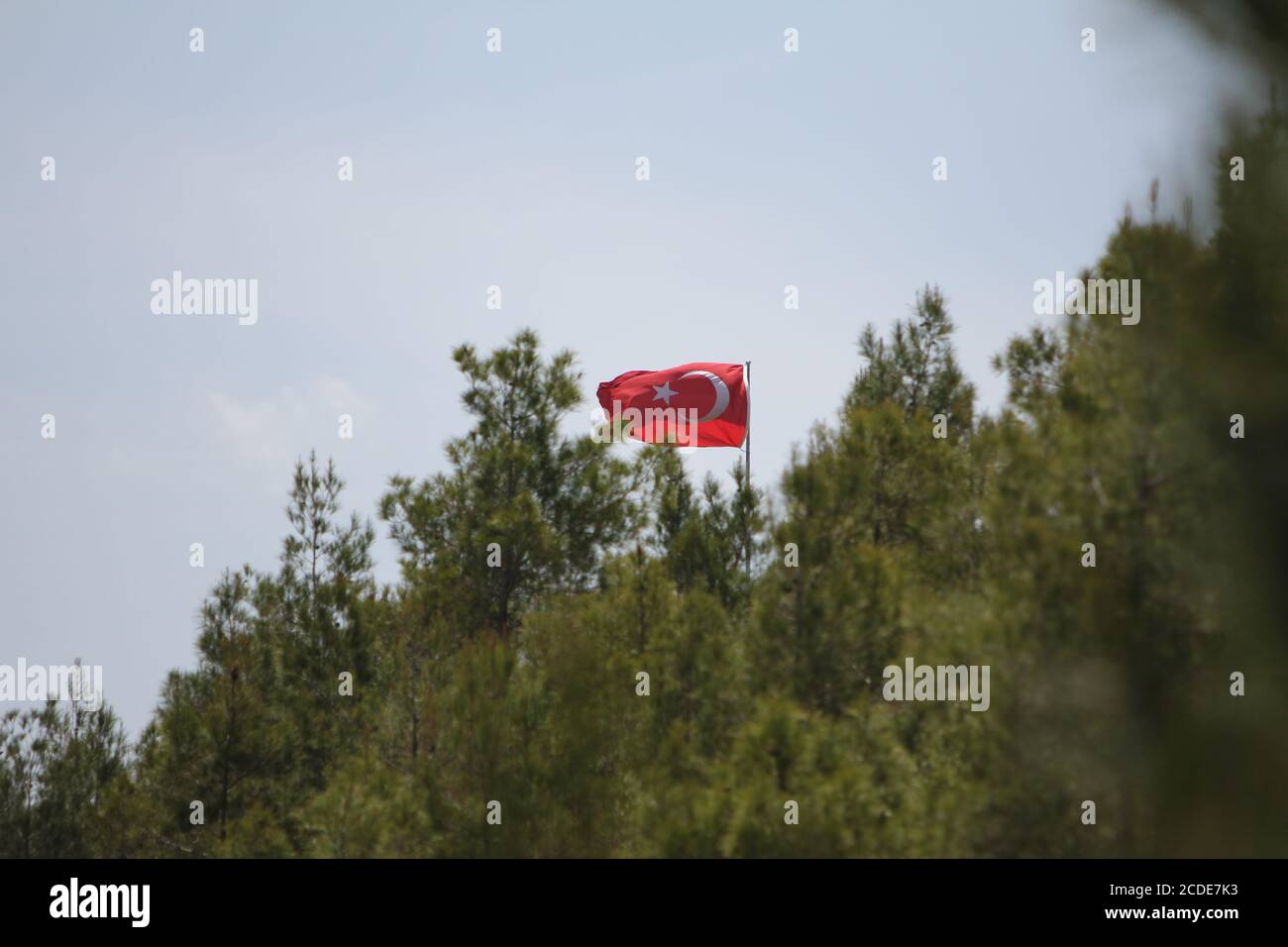 Turkish flag surrounded by tall trees Stock Photo - Alamy