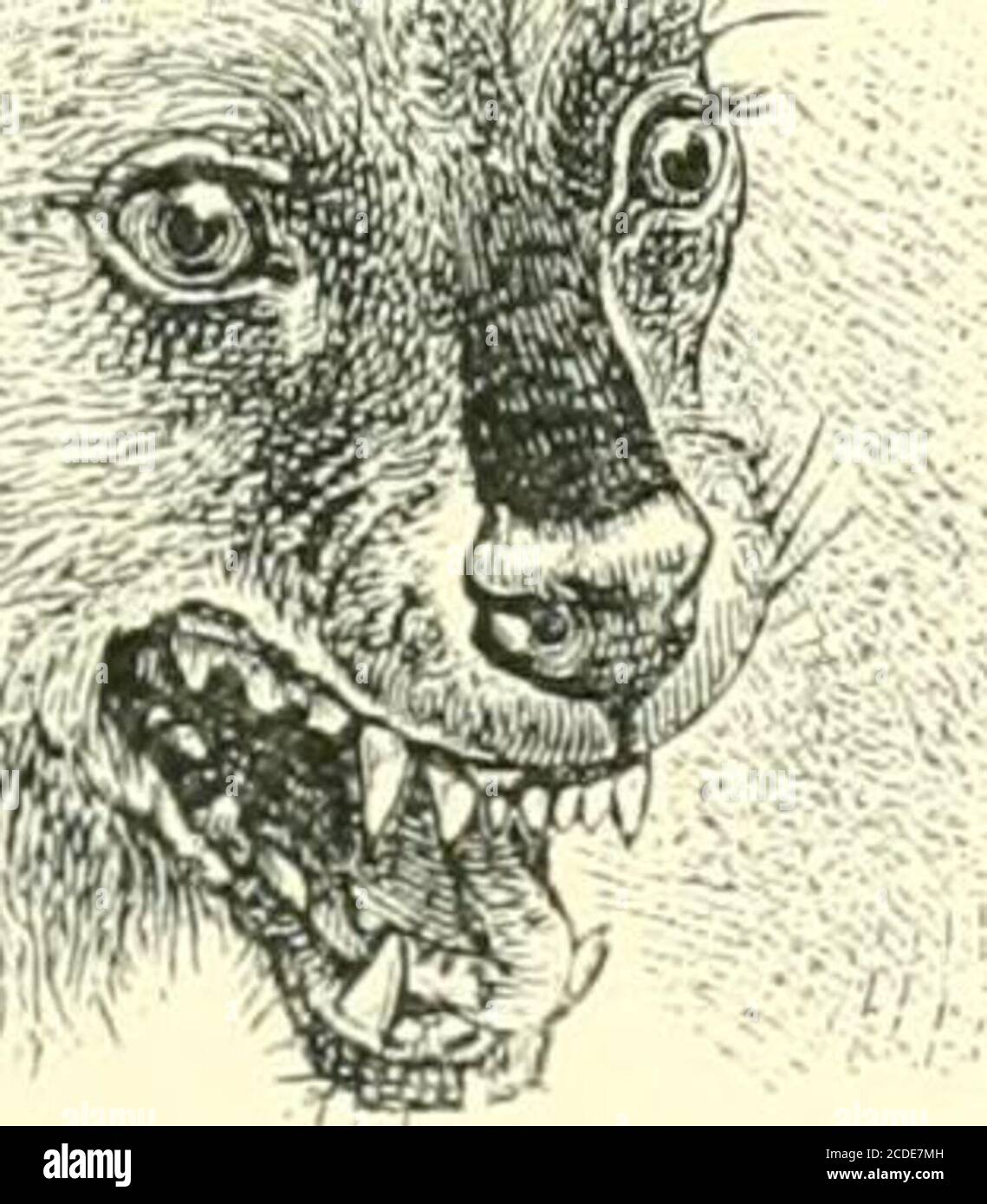 Frederick courteney selous hi-res stock photography and images - Alamy