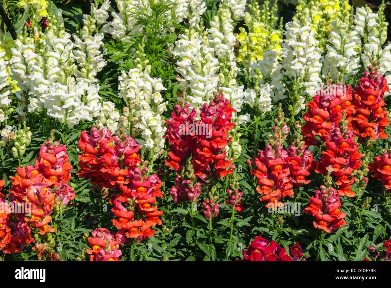Snapdragon Antirrhinum majus Liberty Classic Scarlet and White Stock ...